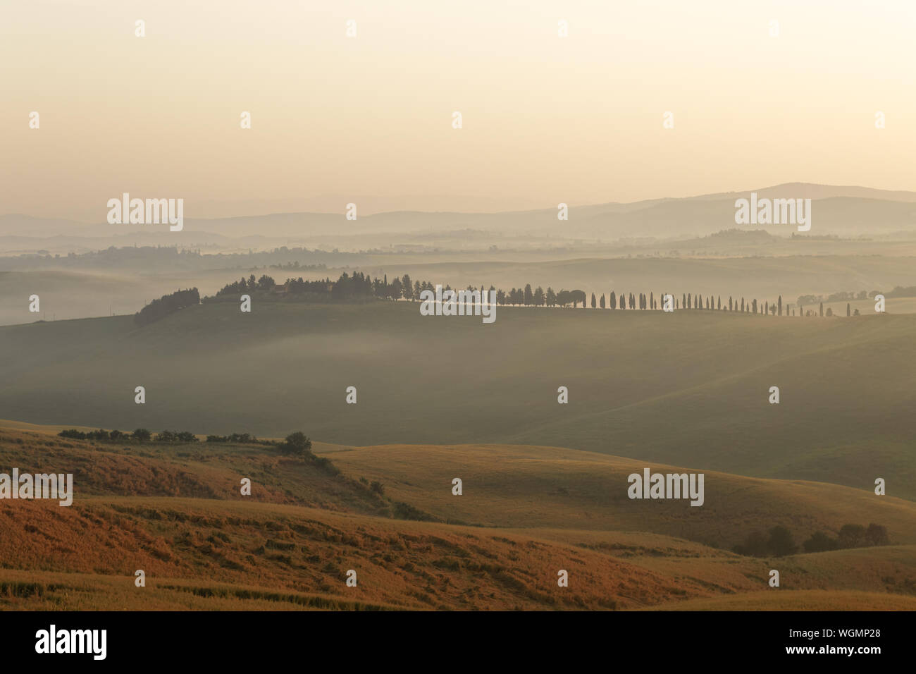 beautiful foggy landscape with cypress treeline at tuscany in the ...