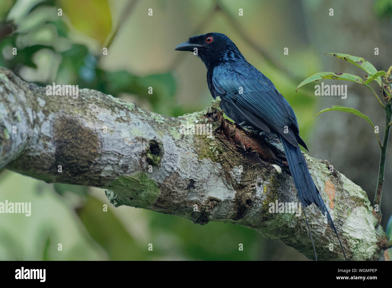 Racket tailed drongo malaysia hi-res stock photography and images - Alamy