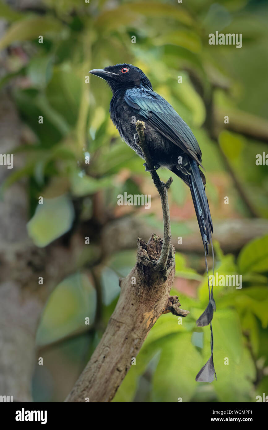 Greater racket tailed drongo singapore hi-res stock photography and ...