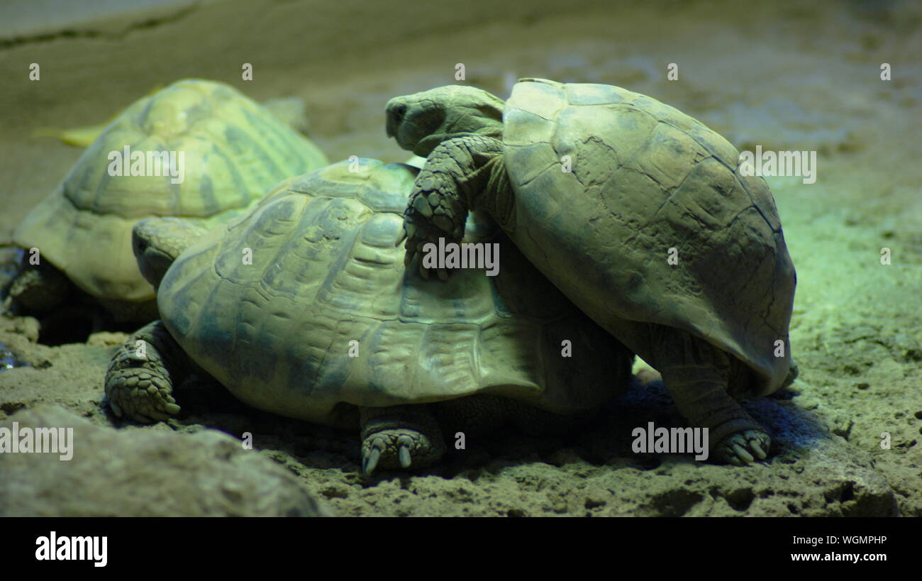 Riding turtles hi-res stock photography and images - Alamy