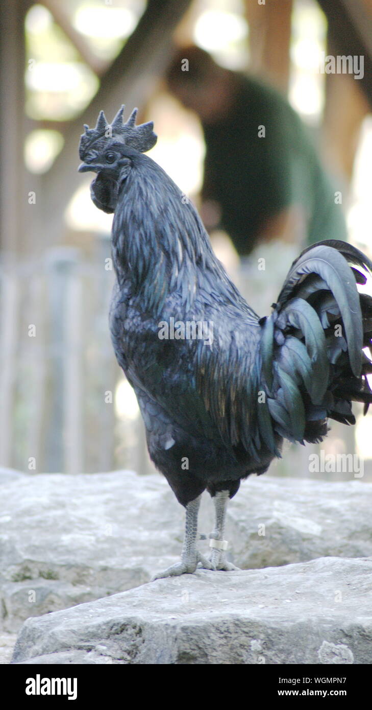 Black rooster on a farm Stock Photo - Alamy