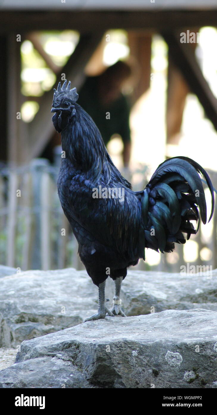 Black rooster on a farm Stock Photo - Alamy