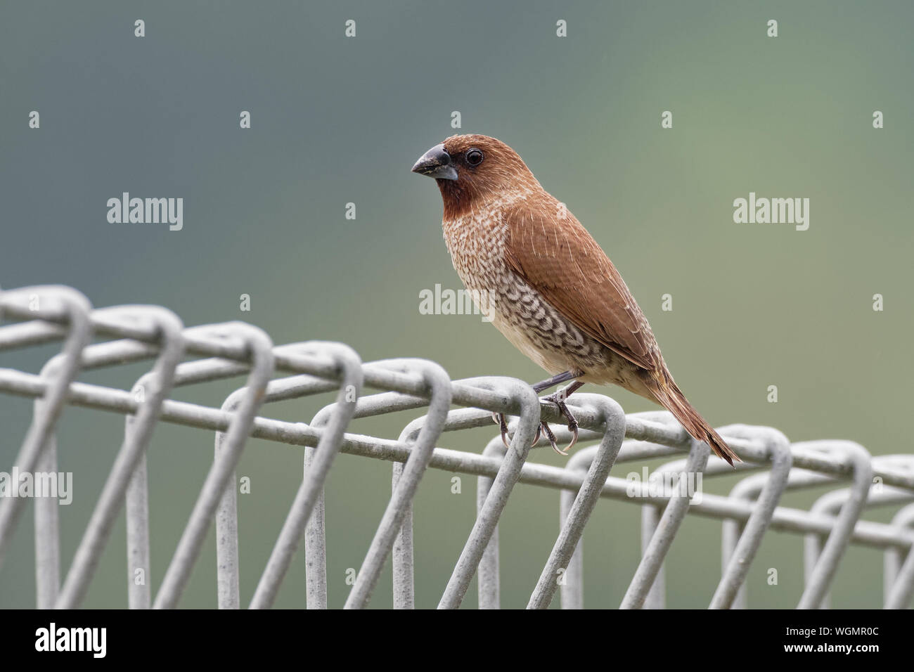 Scaly-breasted munia or spotted munia - Lonchura punctulata, known as ...