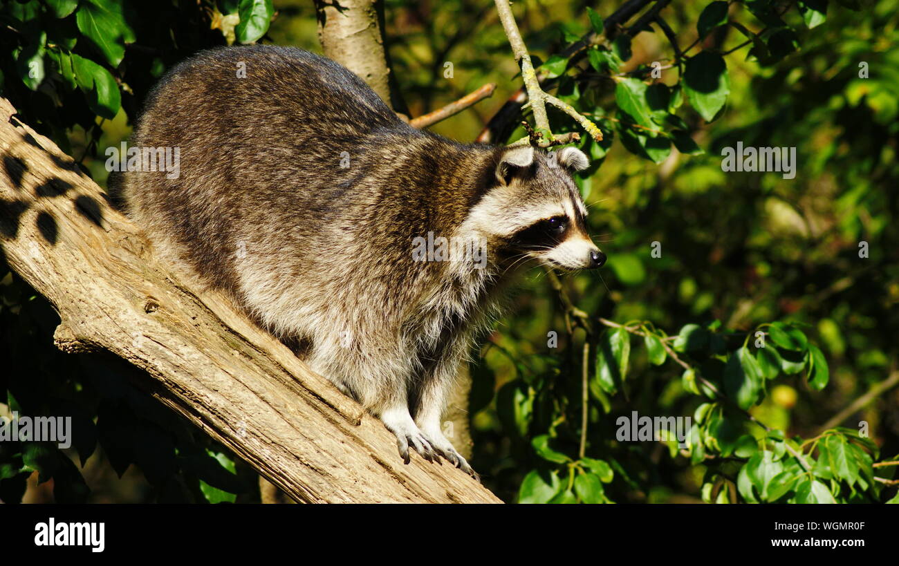 Raccoon on the tree Stock Photo - Alamy