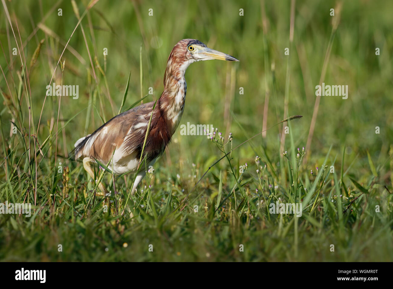 Chinese Pond-Heron - Ardeola bacchus is an East Asian freshwater bird ...