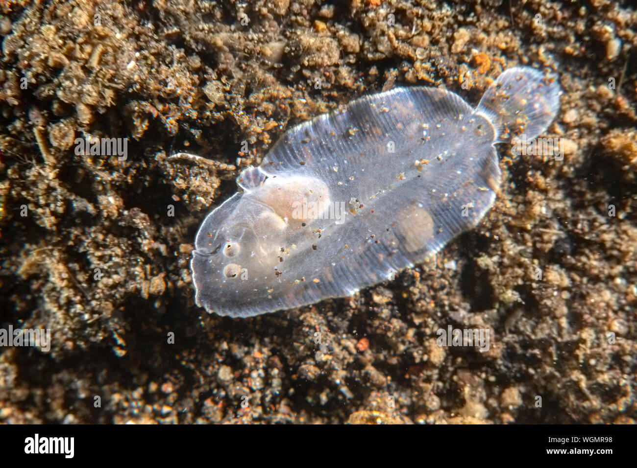 A small, white and translucent flounder in Tulamben, Indonesia scurries ...