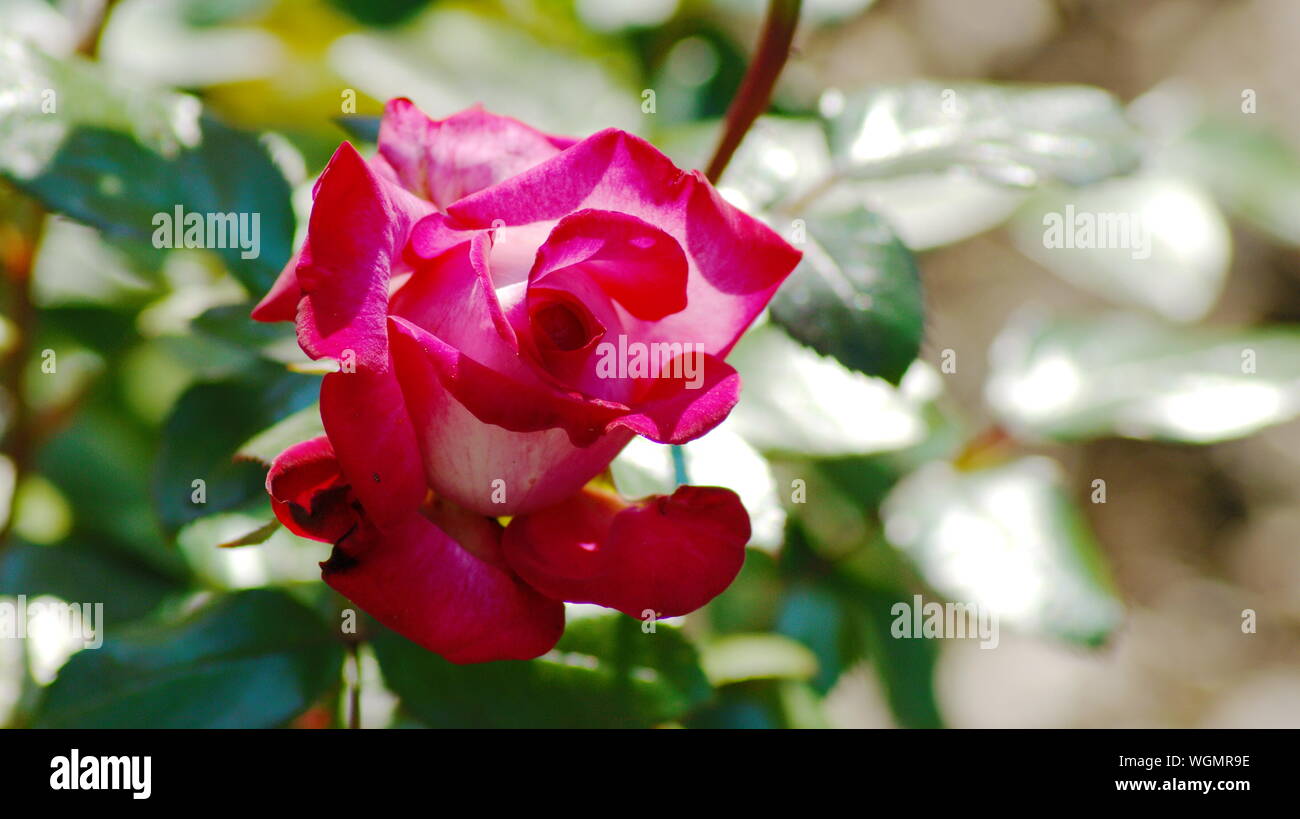 Wallpaper is natural a bunch hi-res stock photography and images - Alamy