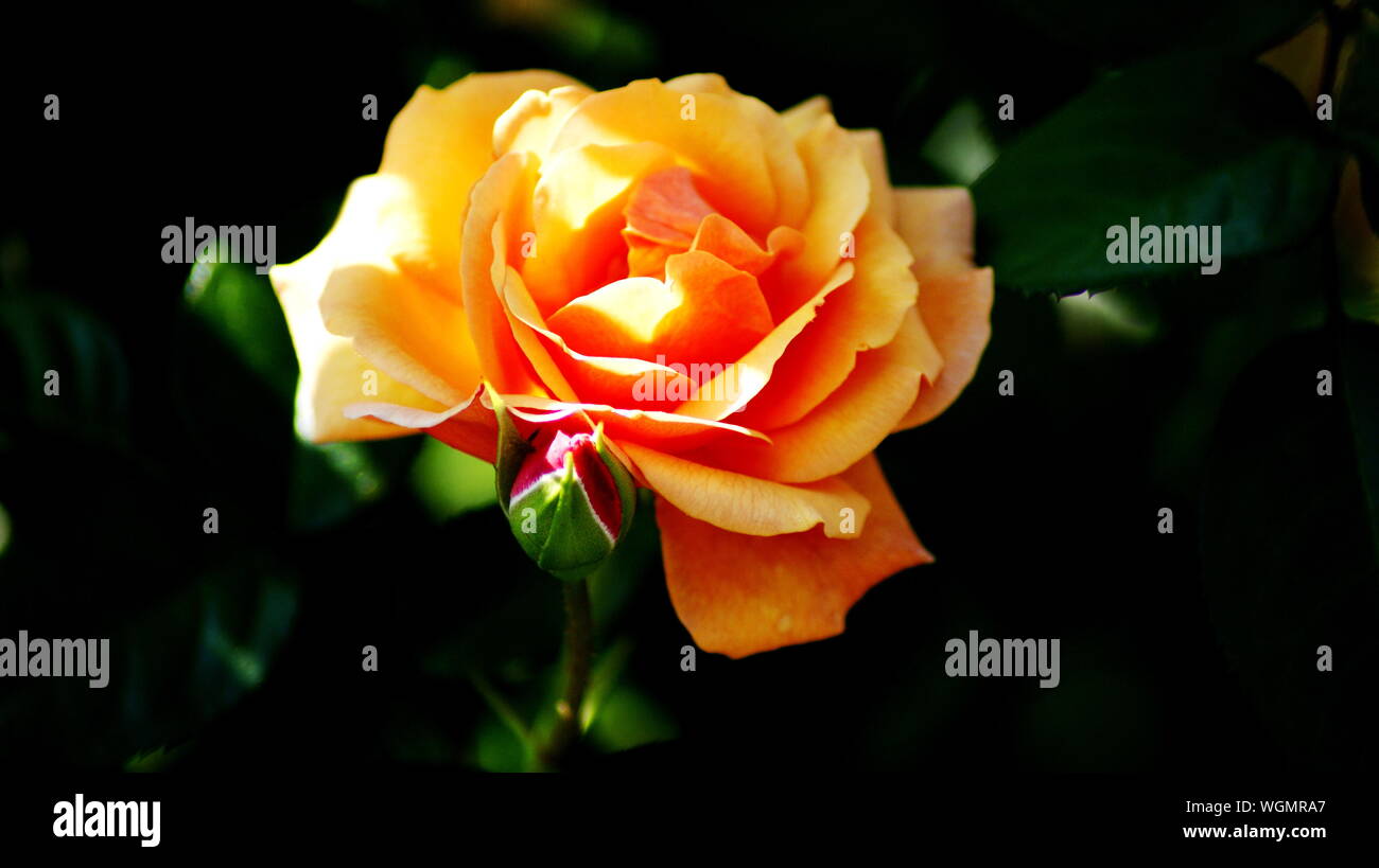 Beautiful rose in a botanical garden Stock Photo - Alamy