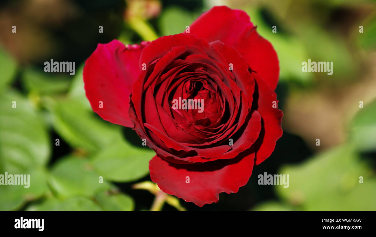 Beautiful rose in a botanical garden Stock Photo - Alamy