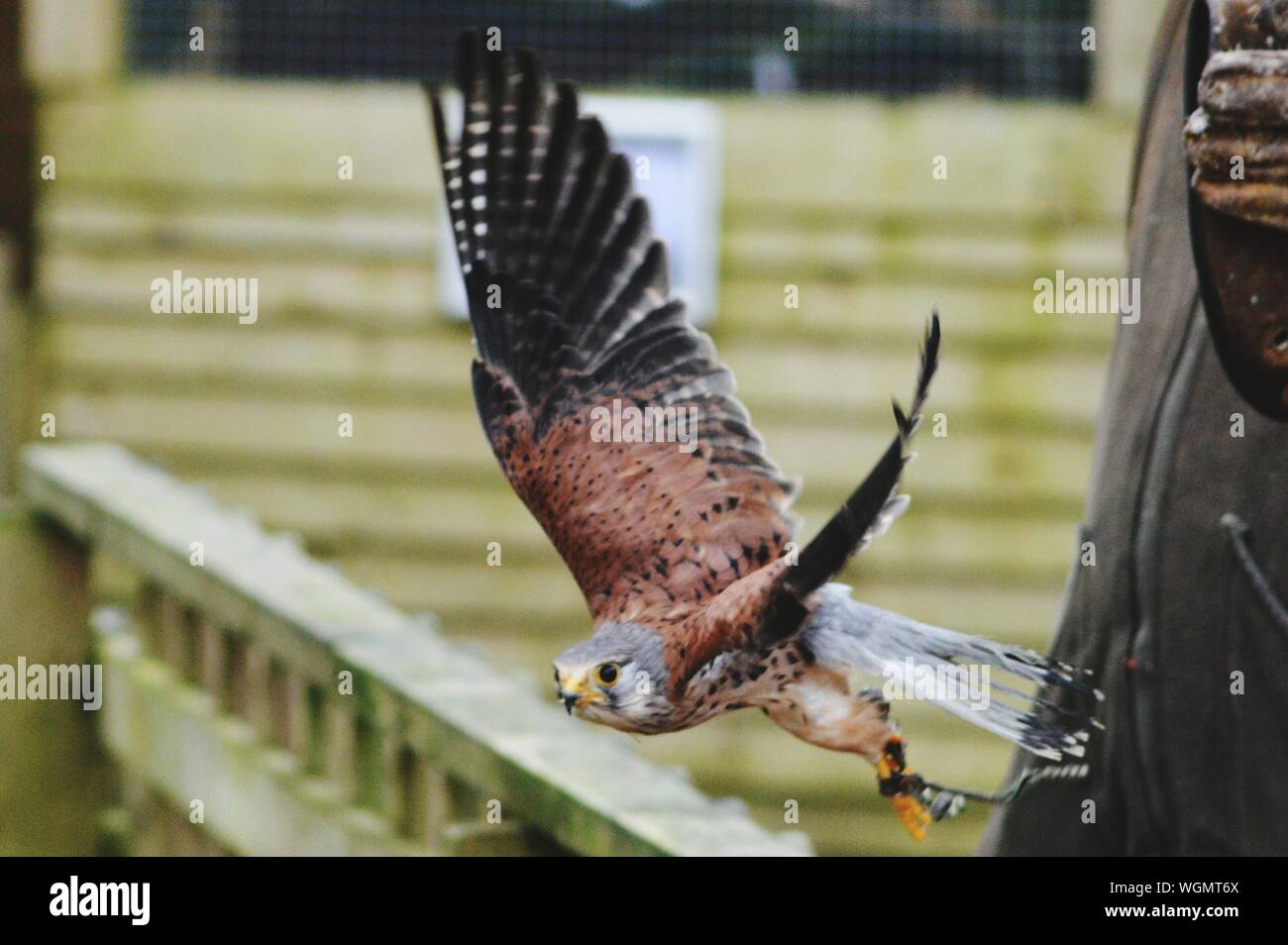 Kestrel with wings spread hi-res stock photography and images - Alamy