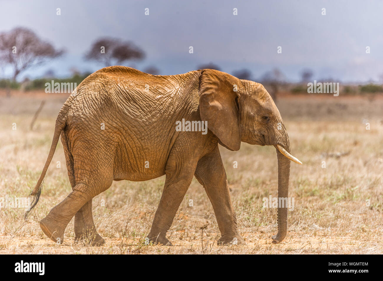 Elephant farm hi-res stock photography and images - Alamy