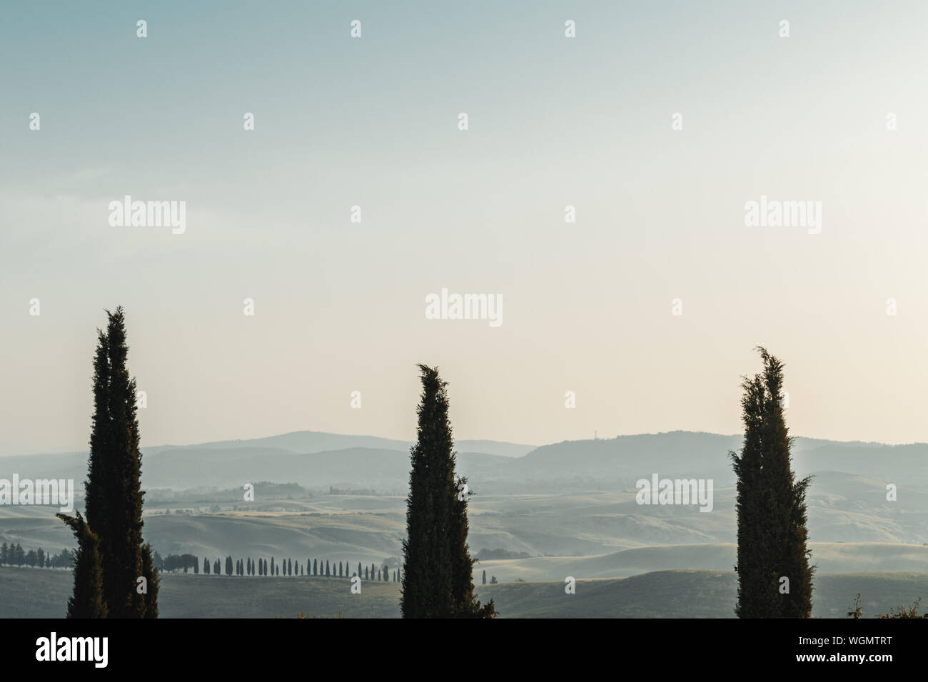 evergreen cypresses in front of Tuscany landscape Stock Photo - Alamy