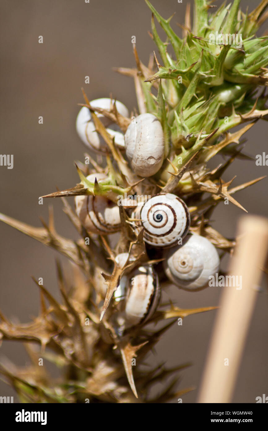 Spiked shells hi-res stock photography and images - Alamy