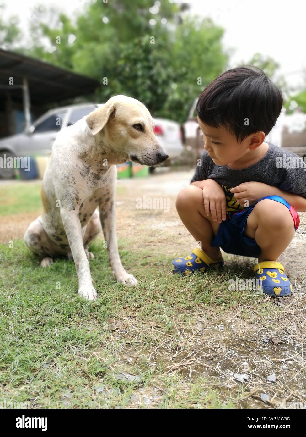 Indian boy dog hi-res stock photography and images - Alamy