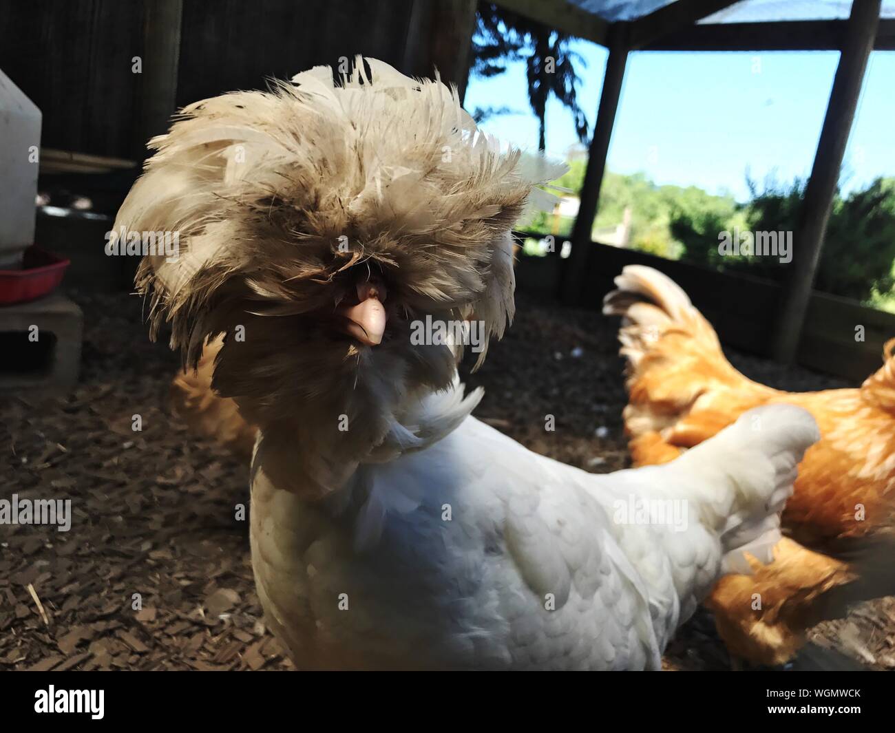 Polish chicken not soup hi-res stock photography and images - Alamy