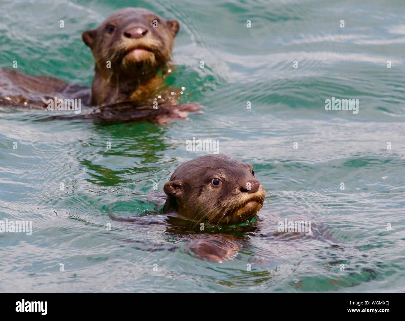 Two sea otters hi-res stock photography and images - Alamy