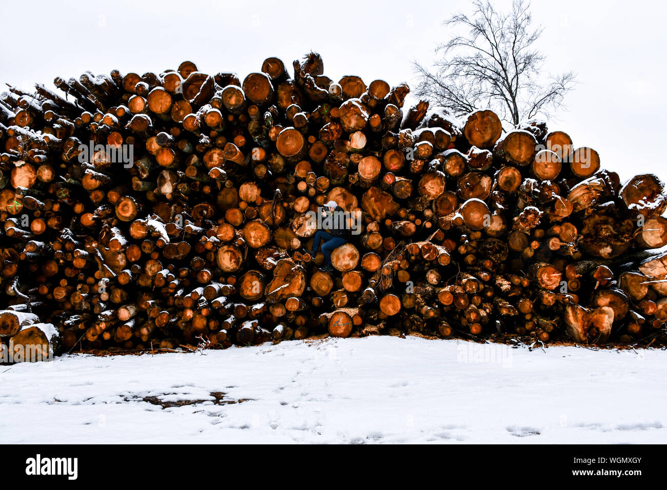 Young man sitting on log hi-res stock photography and images - Alamy