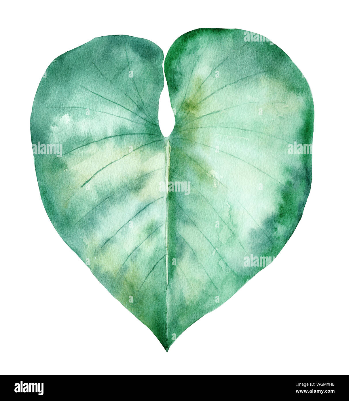 Tropical leaf hand drawn watercolor raster illustration. Rainforest ...