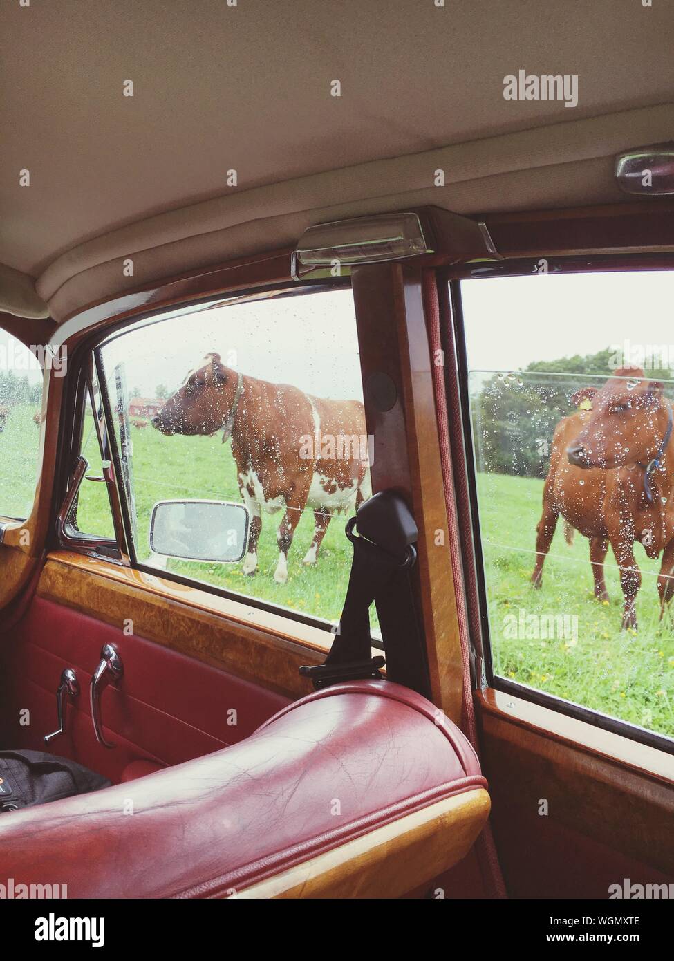 Cows through window hi-res stock photography and images - Alamy