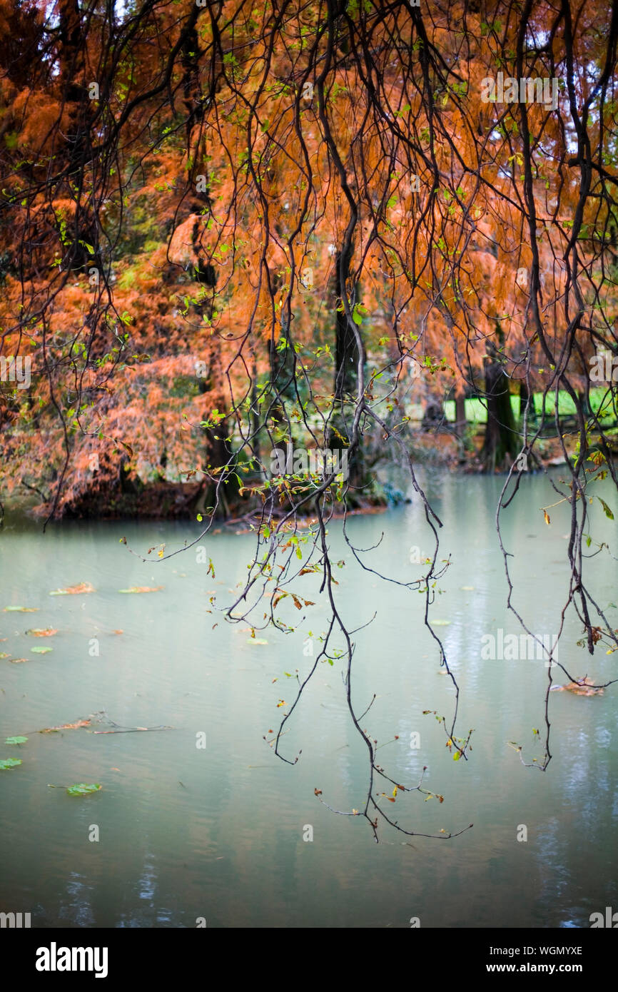 Tree over pond hi-res stock photography and images - Alamy