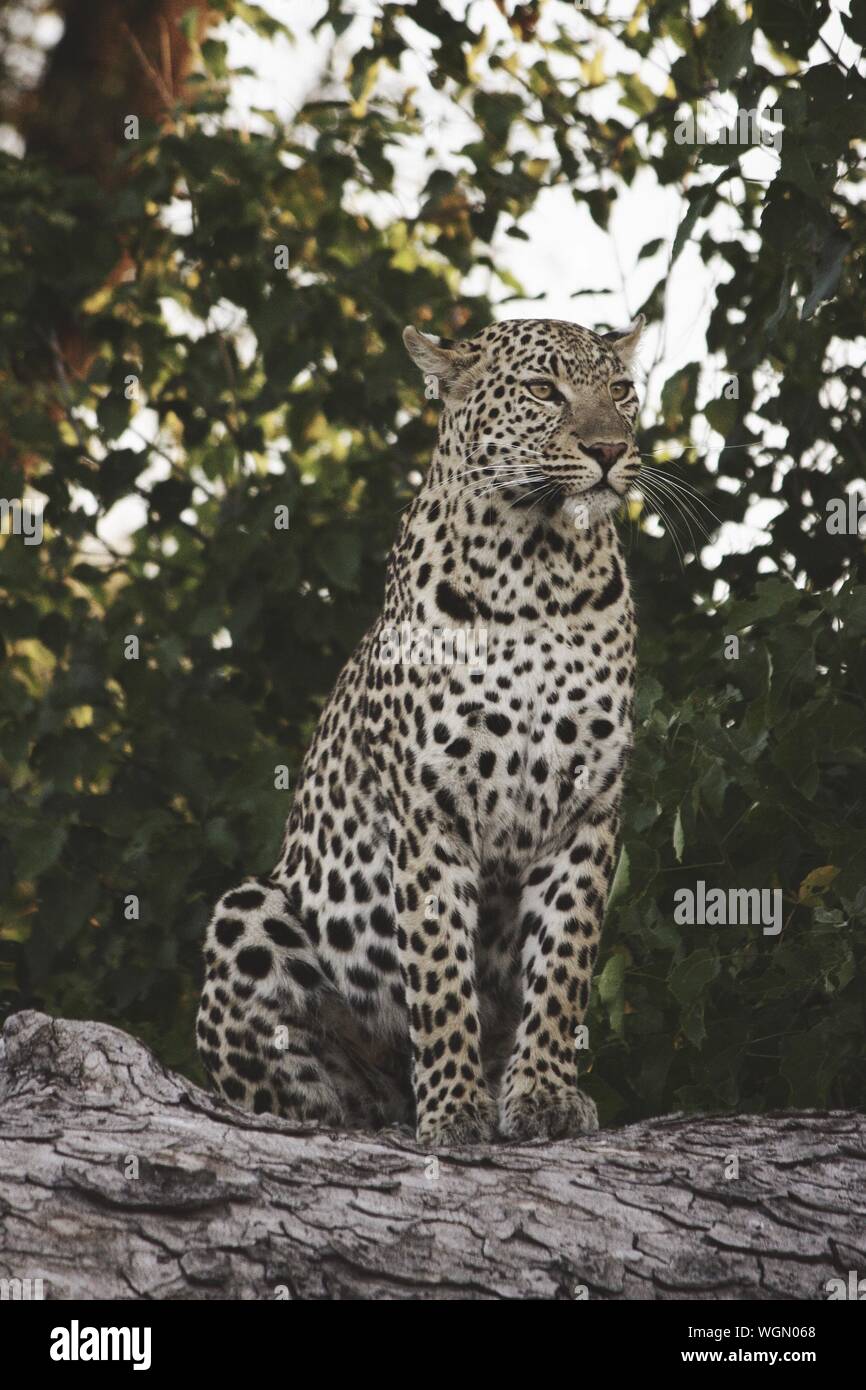 Leopard Sitting On Tree High Resolution Stock Photography and Images ...