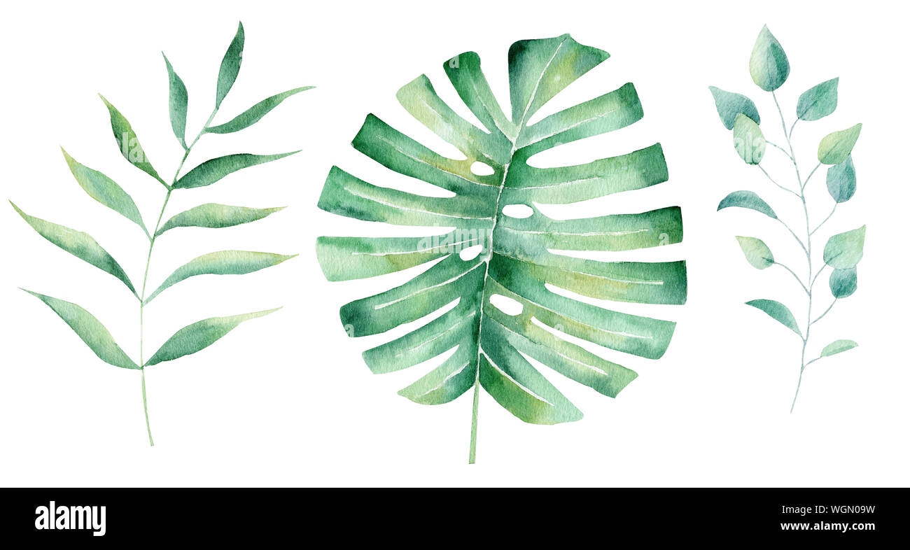 Green leaves hand drawn watercolor raster illustration set. Exotic foliage isolated cliparts ...