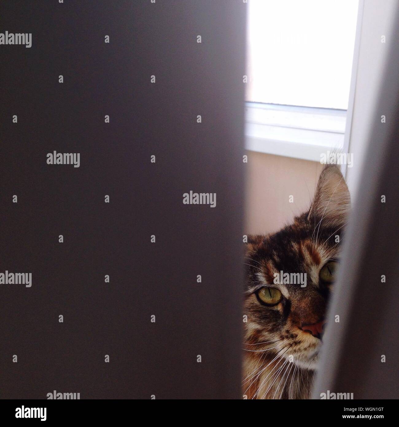 Cat looking through door hi-res stock photography and images - Alamy