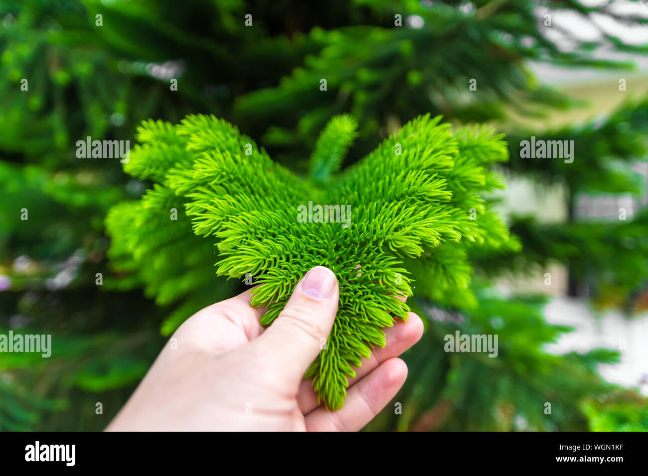 Araucaria cookii hi-res stock photography and images - Alamy
