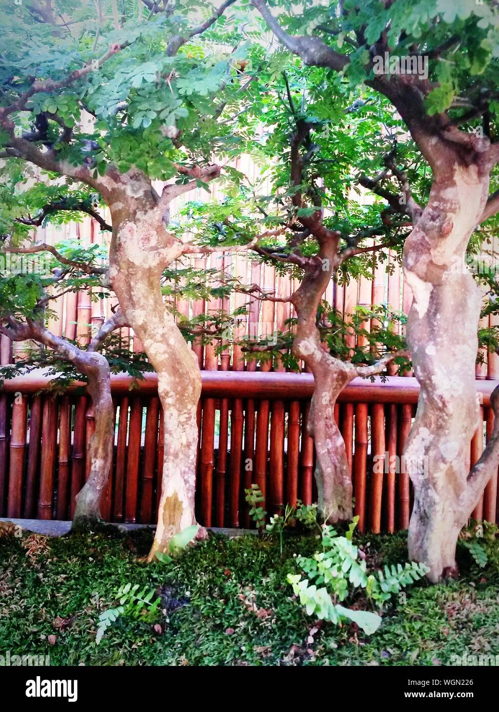 Trees wooden fence hi-res stock photography and images - Alamy