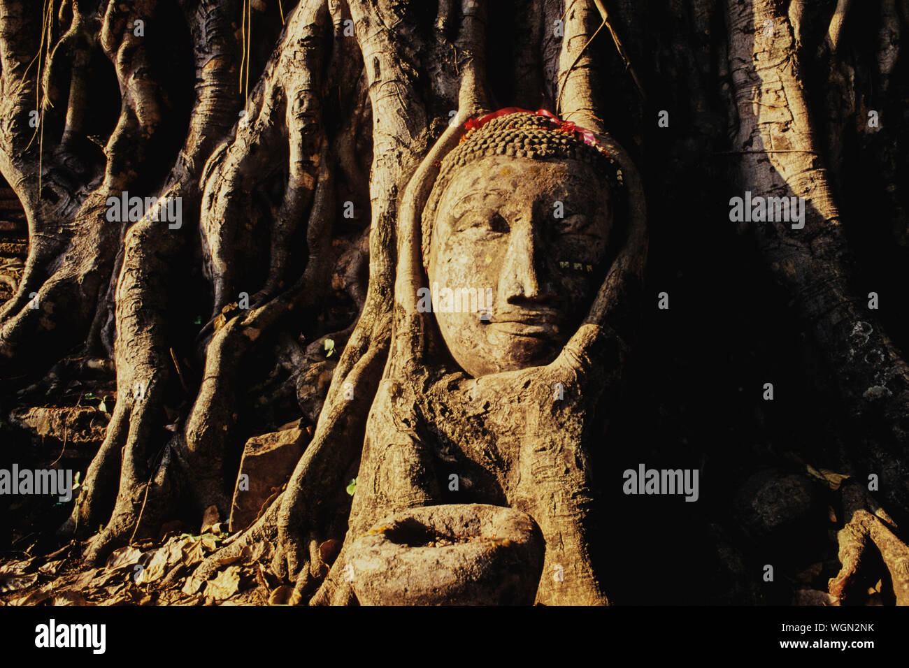 Tree root buddha hi-res stock photography and images - Alamy