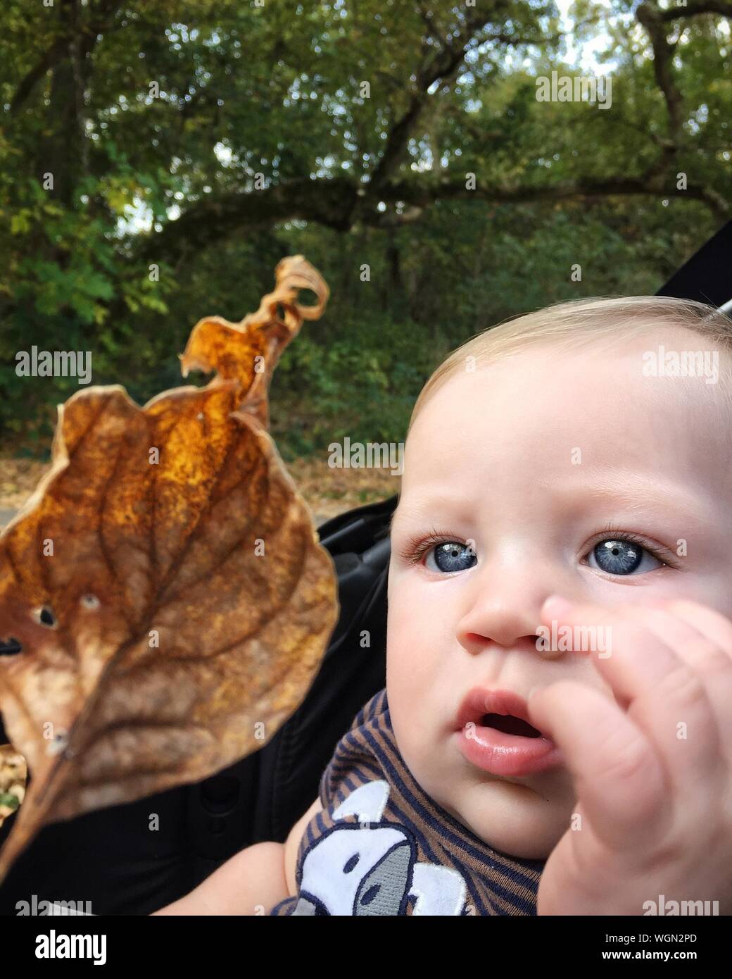 Looking up to leaf hi-res stock photography and images - Alamy
