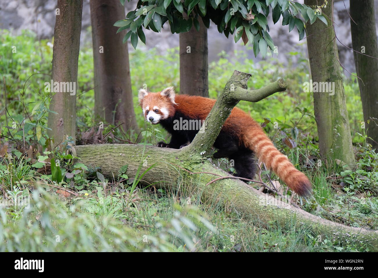 Red Panda On The Tree High Resolution Stock Photography and Images - Alamy