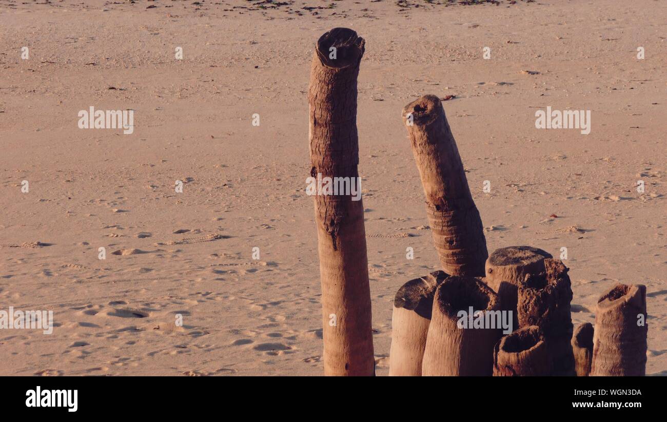Desert tree trunks hi-res stock photography and images - Alamy
