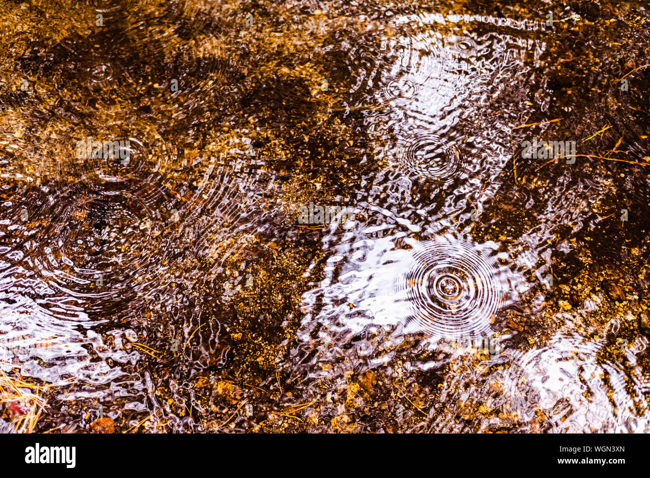 Raindrops falling on a puddle in a forest Stock Photo - Alamy