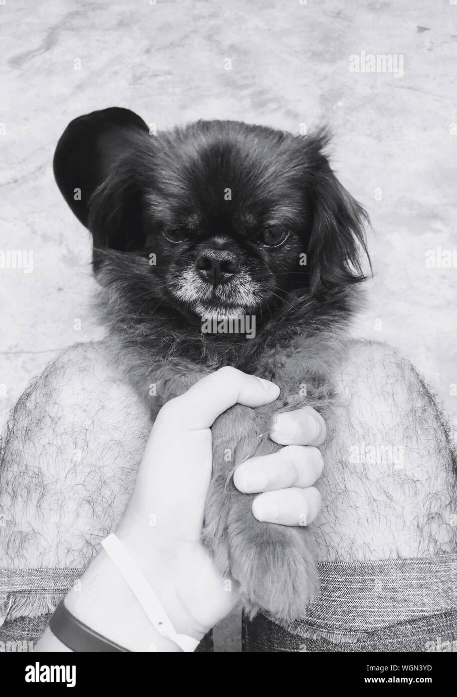 Paws for people hi-res stock photography and images - Alamy