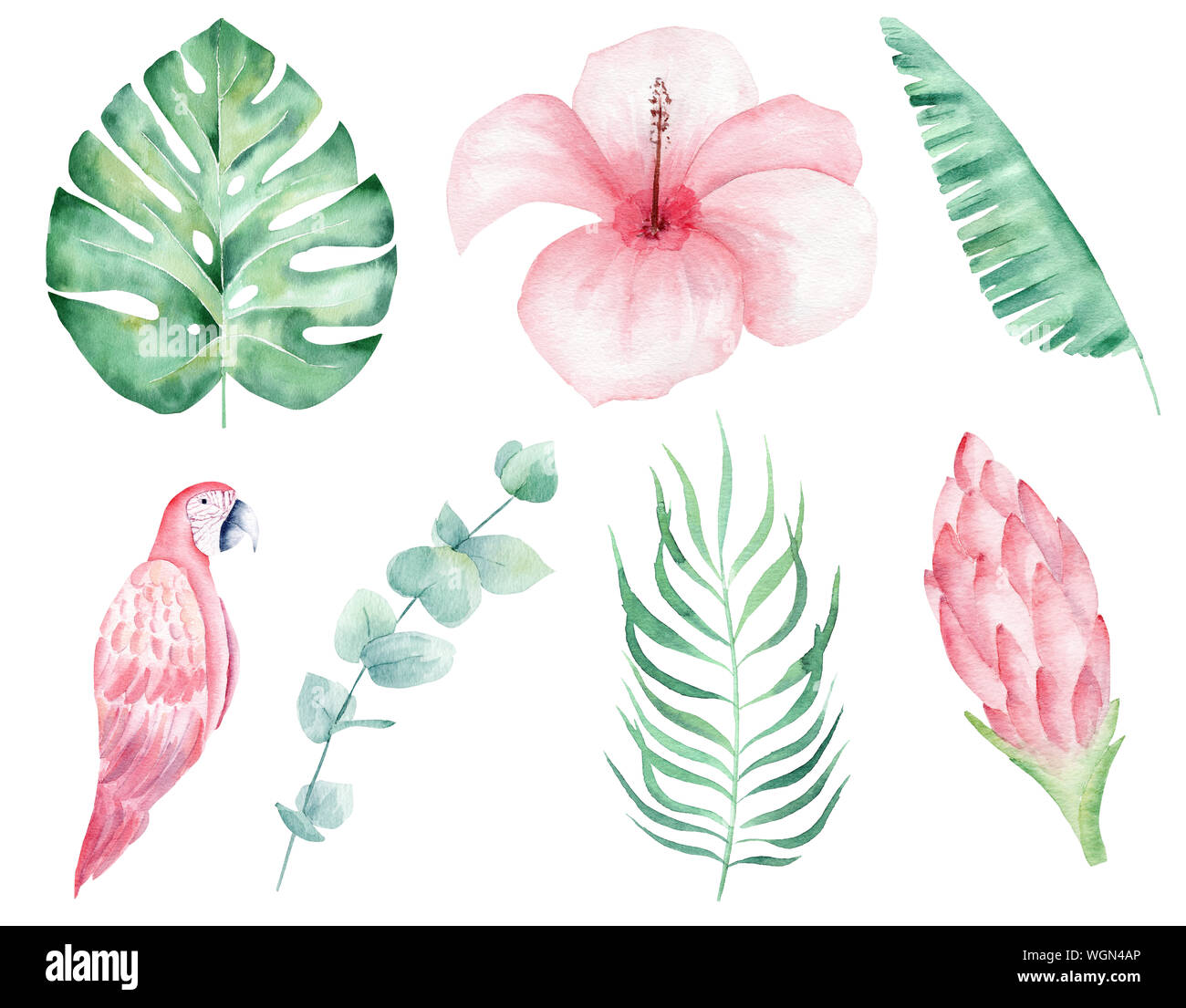 Tumblr Tropical Rainforest Flowers
