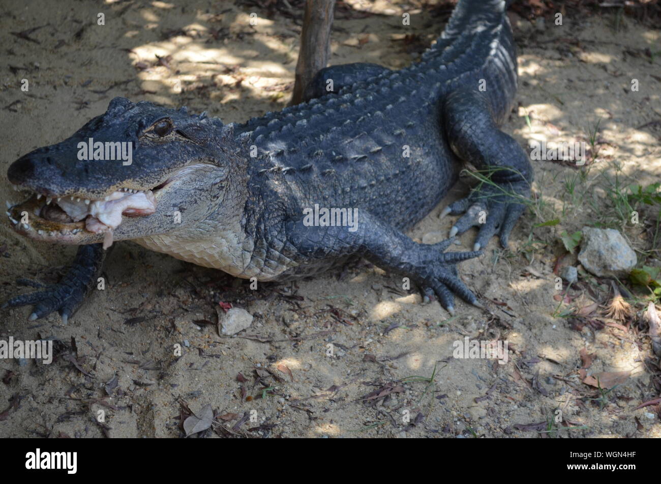 Frog Mouth High Resolution Stock Photography and Images - Alamy