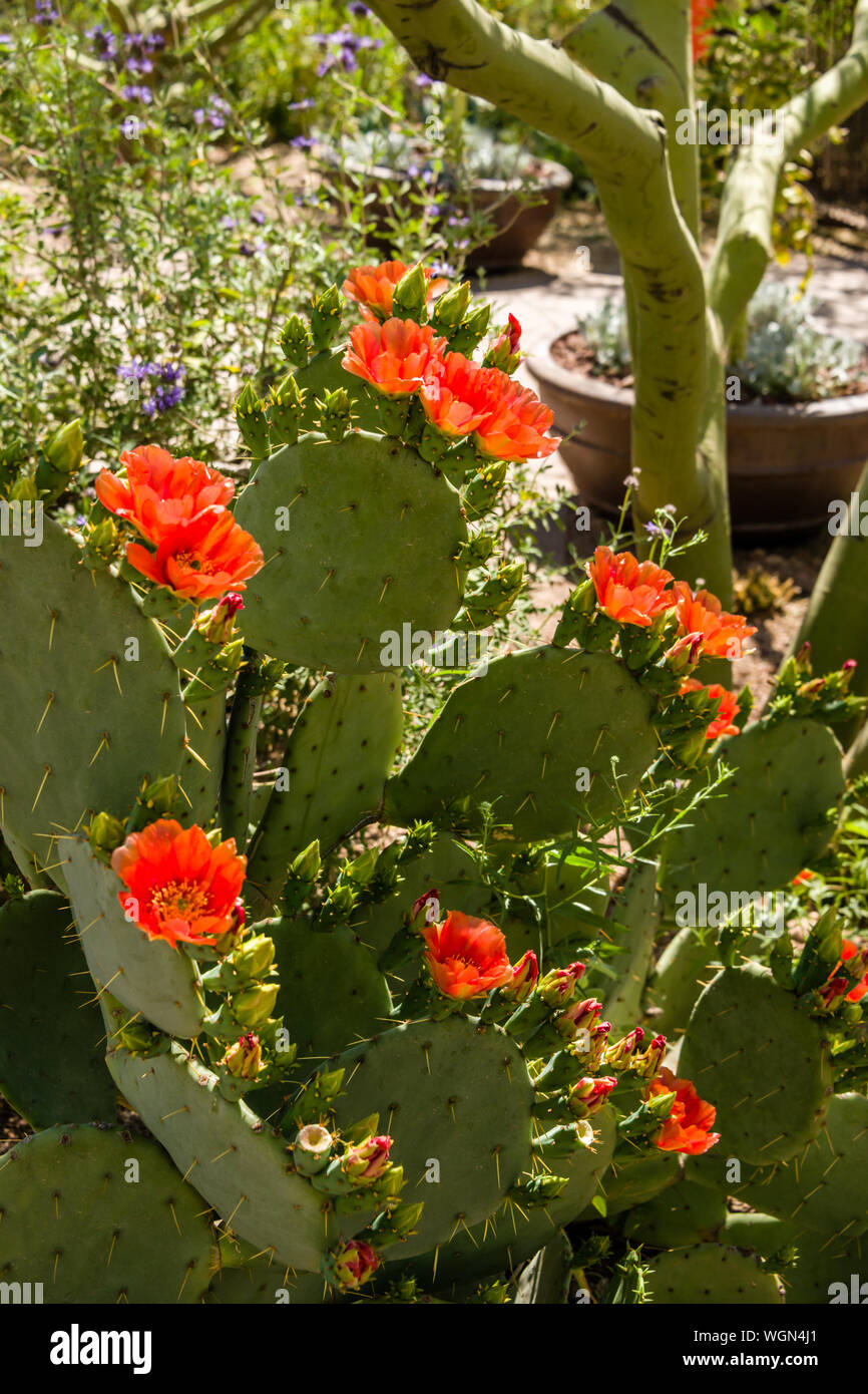 Desert Botanical Garden Cactus Flowers Stock Photo - Alamy