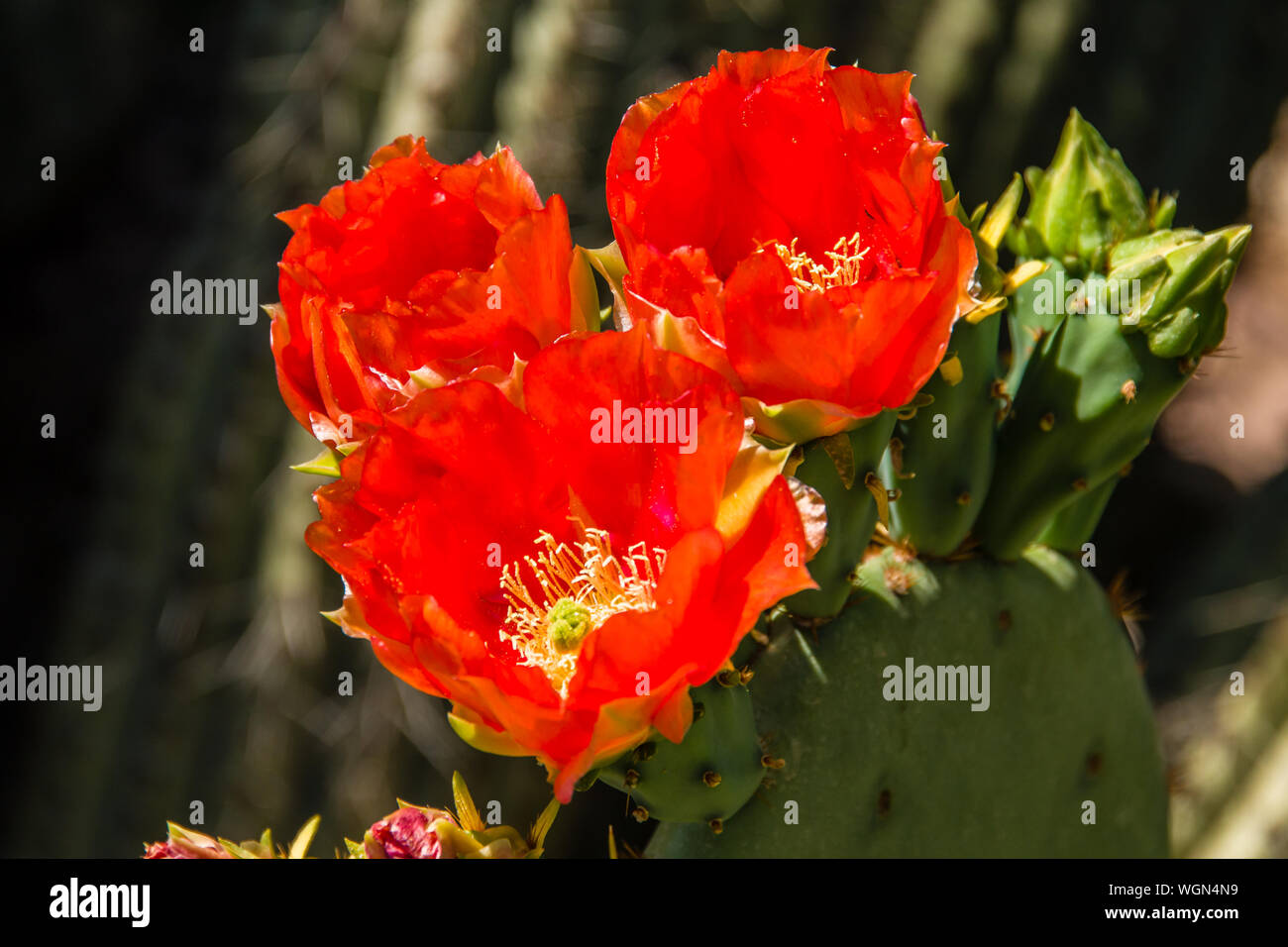 Desert Botanical Garden Cactus Flowers Stock Photo - Alamy