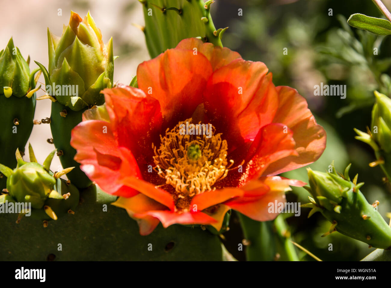 Desert Botanical Garden Flowers Stock Photo - Alamy
