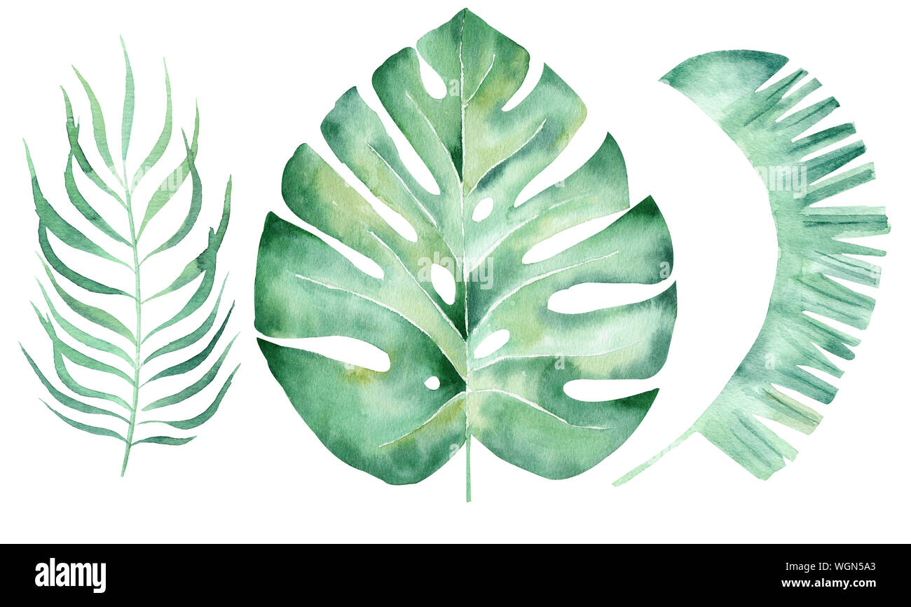 Green leaves hand drawn watercolor raster illustration set. Exotic foliage isolated cliparts ...