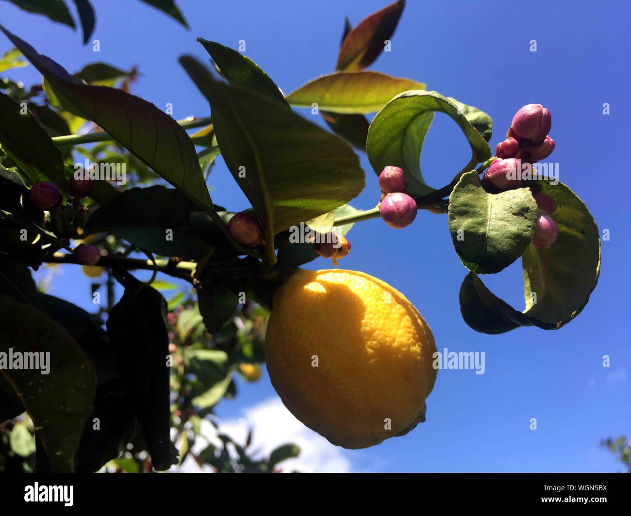 Lemon fruit buds hi-res stock photography and images - Alamy