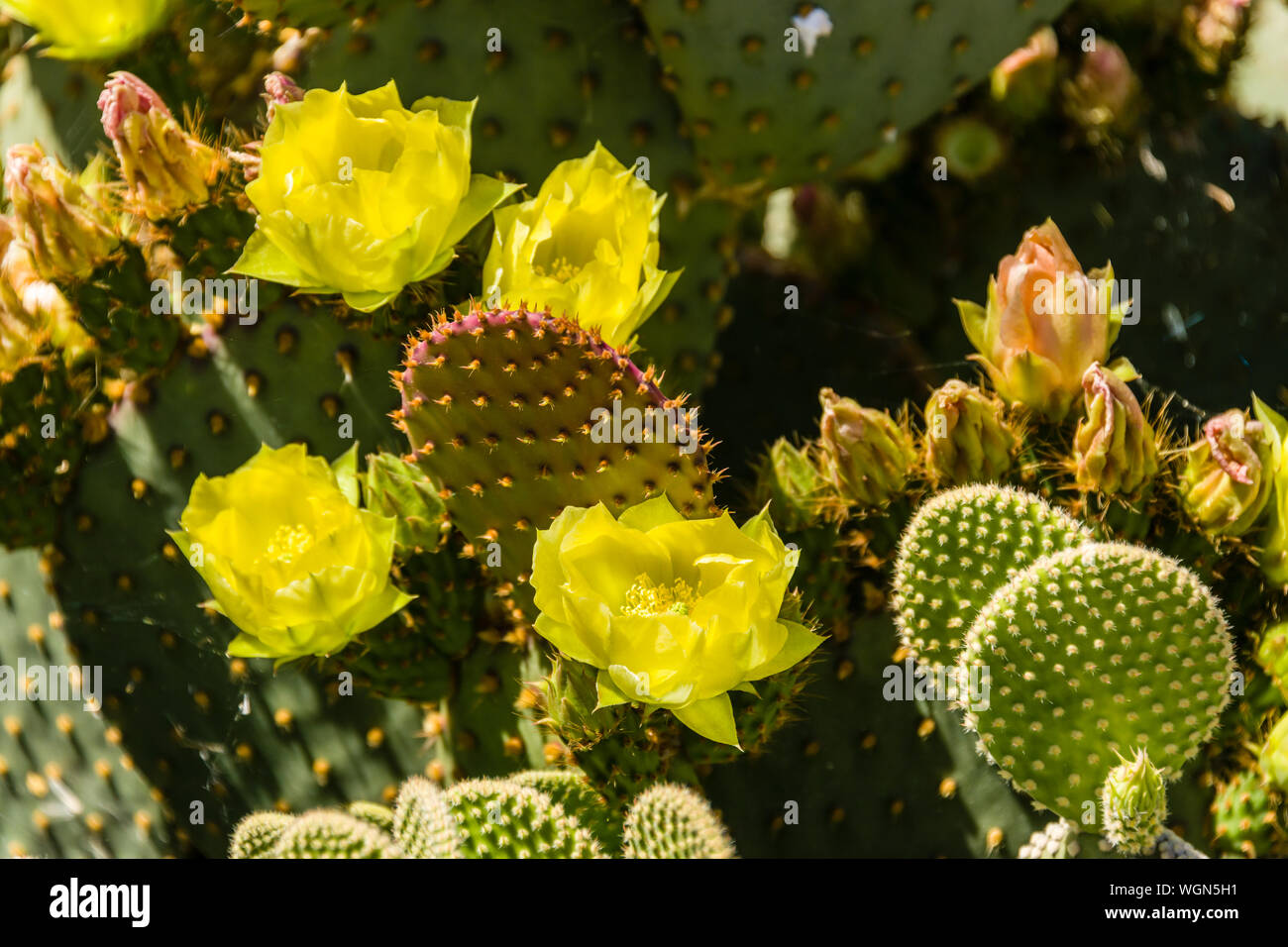 Desert Botanical Garden Cactus Flowers Stock Photo - Alamy