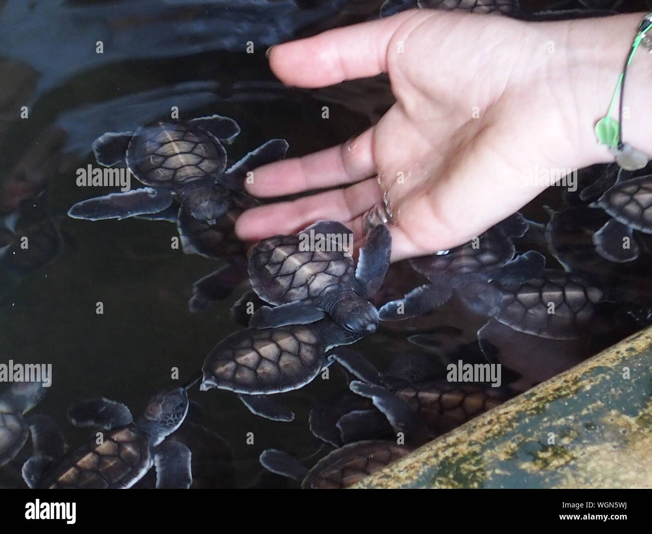 Baby turtles hi-res stock photography and images - Alamy