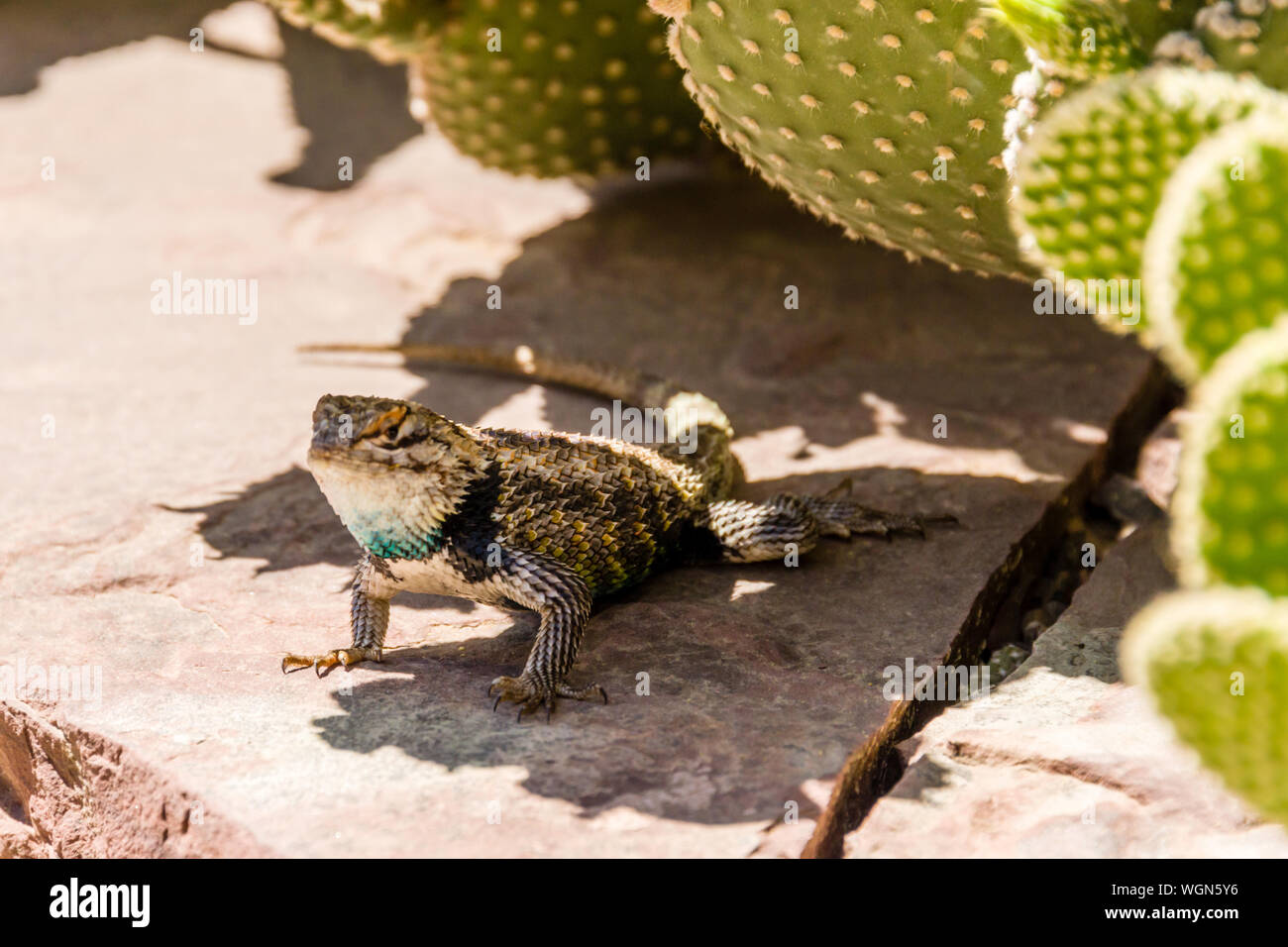 Desert Botanical Garden Lizard Stock Photo - Alamy
