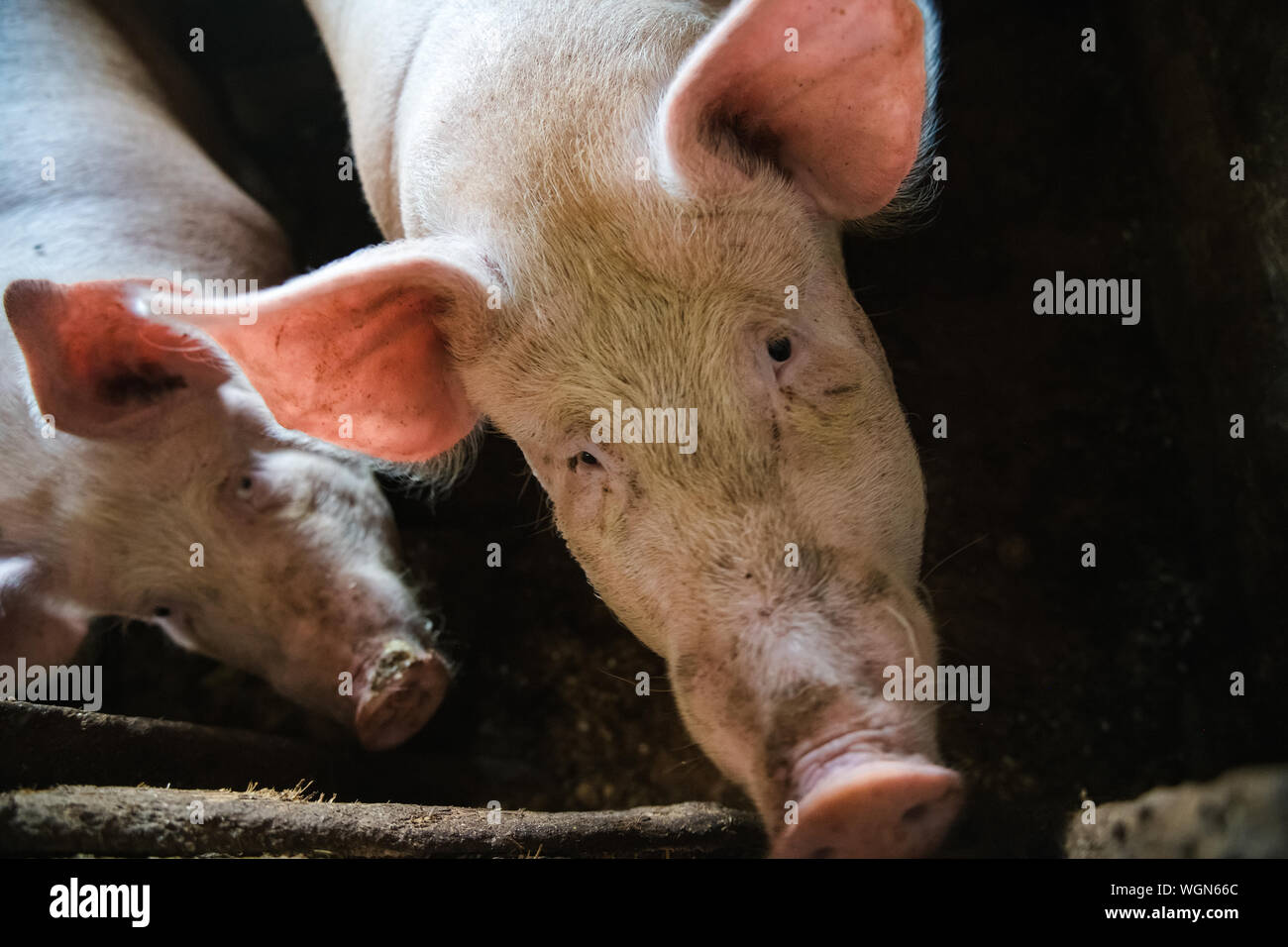 two pigs at shallow depth of field in top view Stock Photo - Alamy