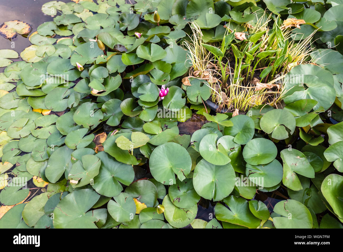 Large leaf floating on water hi-res stock photography and images - Alamy