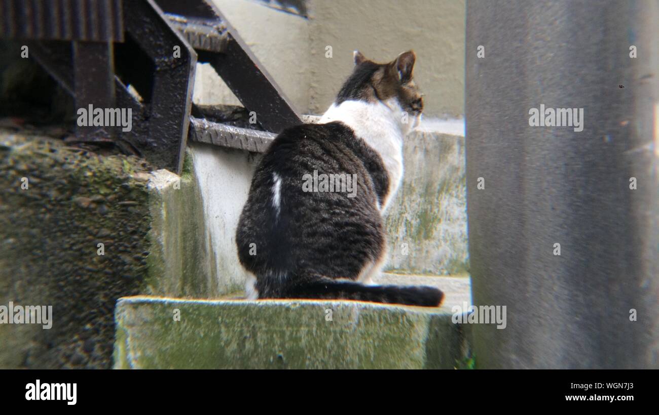 Cat On Ledge High Resolution Stock Photography and Images - Alamy