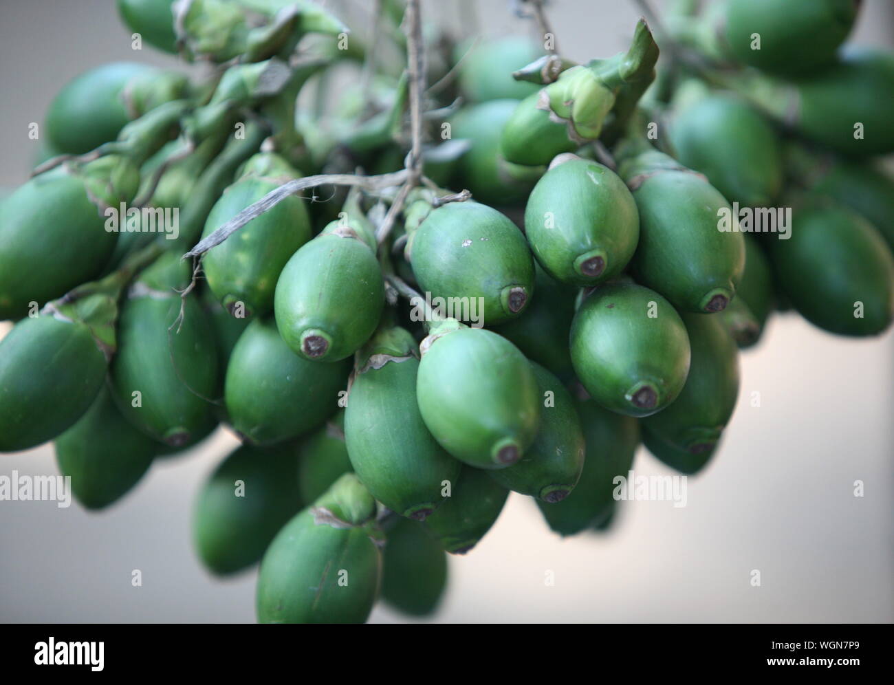 Areca nut plantation hi-res stock photography and images - Alamy