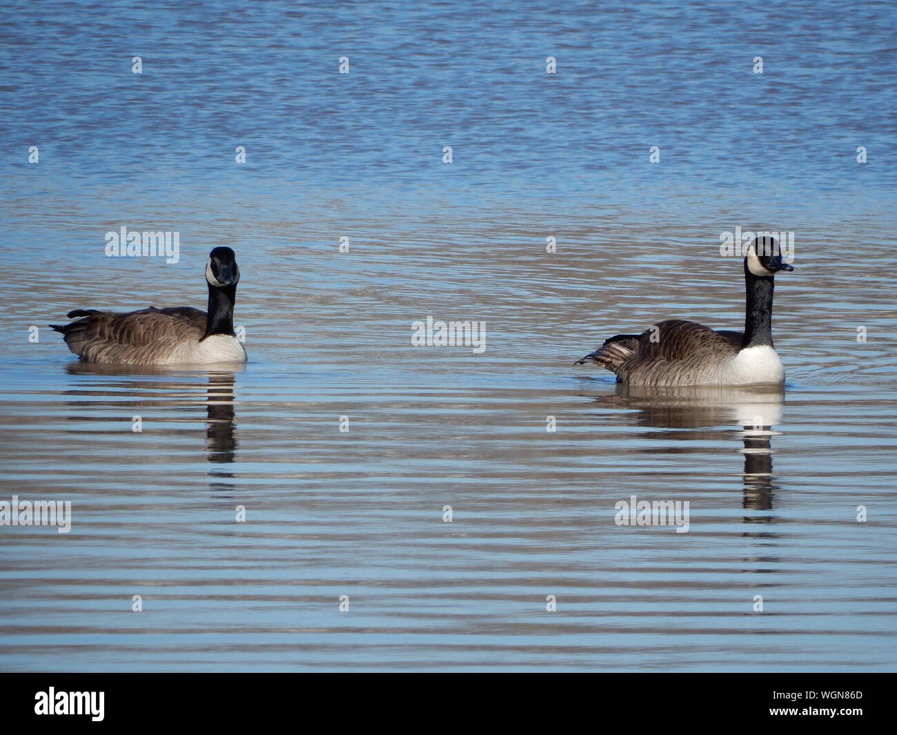 Two ducks rippled water hi-res stock photography and images - Alamy